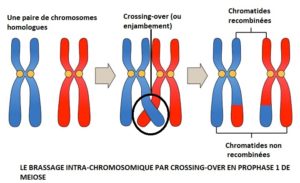 Bases de Génétique – Robes et Génétique des Chevaux