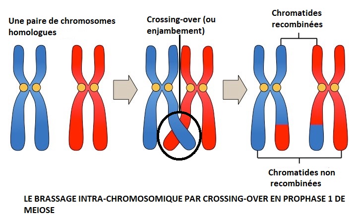 Bases de Génétique - Robes et Génétique des Chevaux