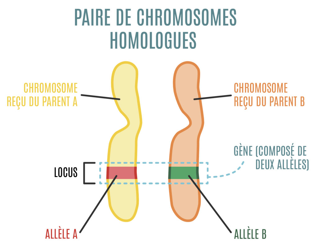 Bases de Génétique - Robes et Génétique des Chevaux